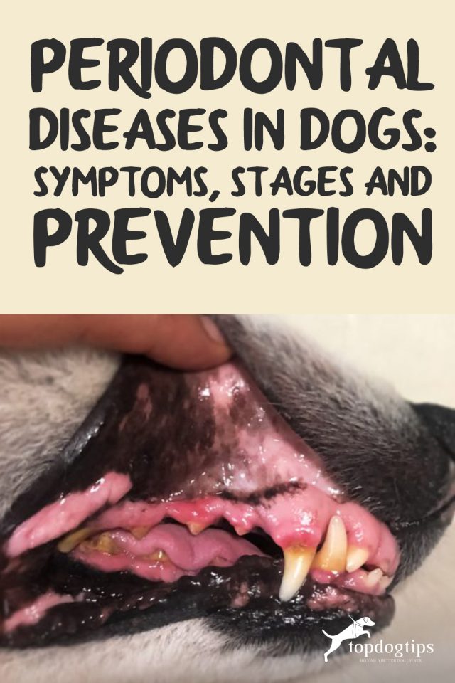 Periodontal Diseases In Dogs: Symptoms, Stages & Prevention