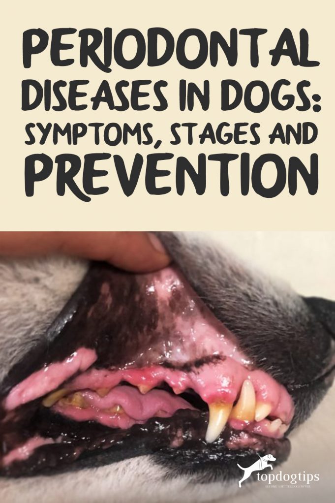 Periodontal Diseases In Dogs: Symptoms, Stages & Prevention