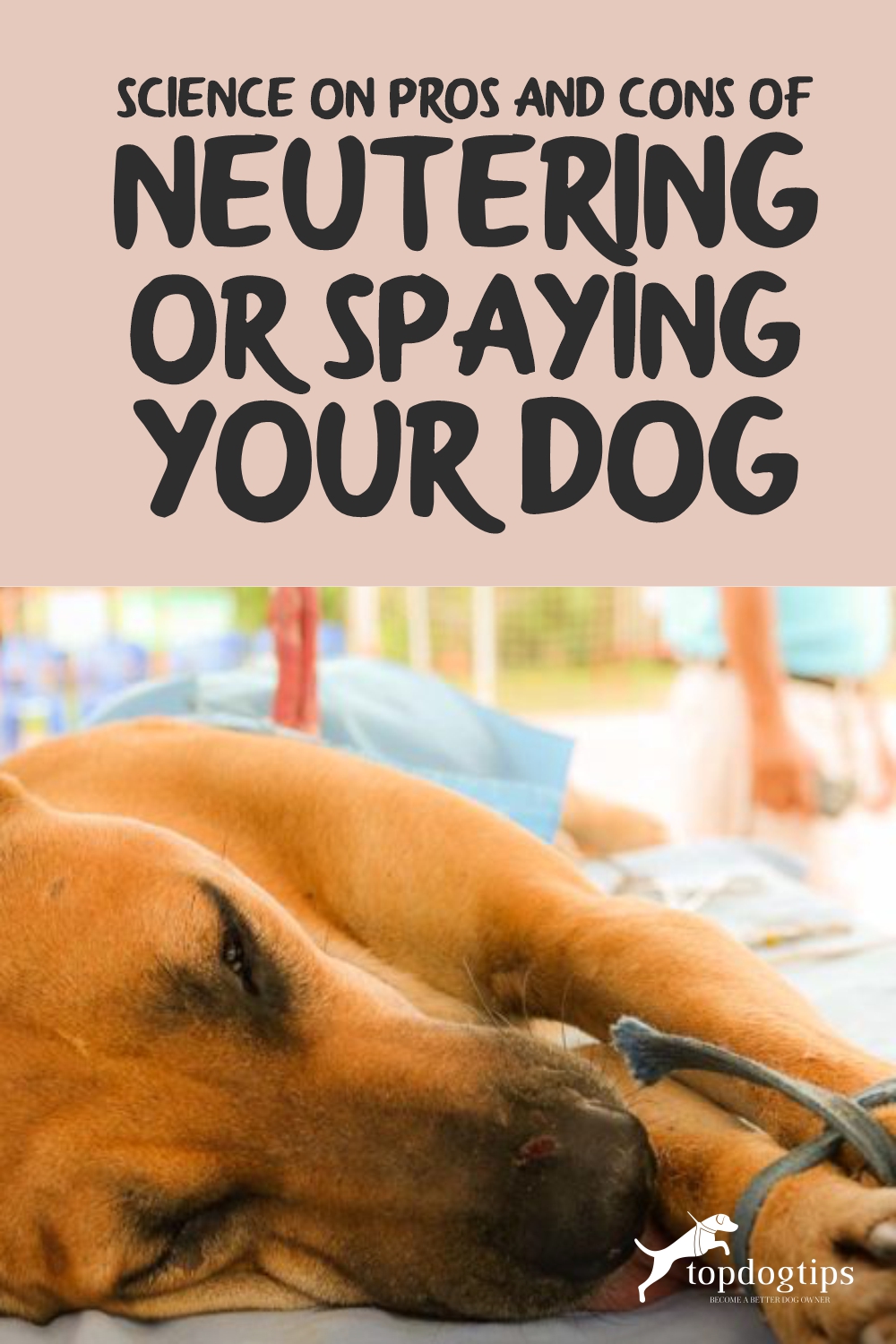 Dog Neutering or Spaying A Dog: Pros and Cons (Backed by Science)