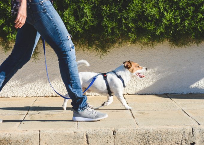 Sunburn in Dogs: How to Tell & What to Do – Top Dog Tips