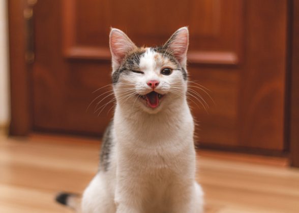21 Strange Cat Behavior - What It Means and How to Respond