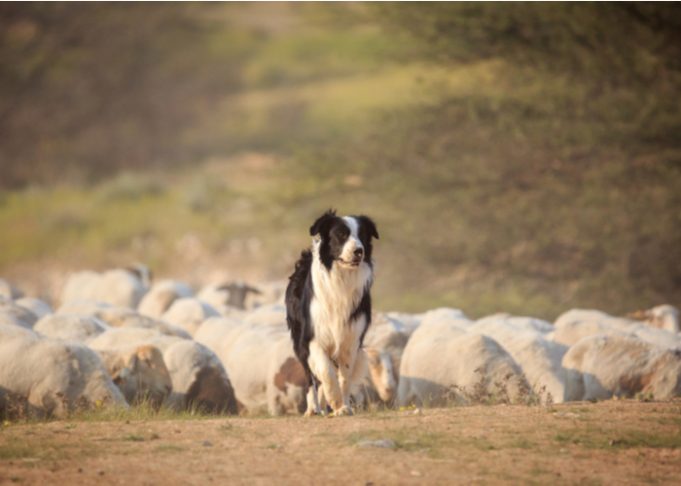Dog's Personality: Traits, Types, Breed-Specific, Owners – Top Dog Tips