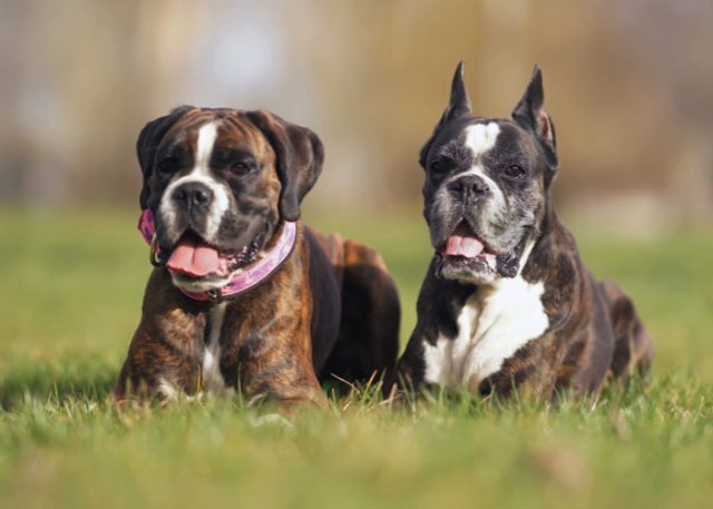 Cropping Dog Ears: Why Is It Done and How It Affects Canines