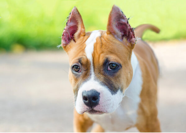 Cropping Dog Ears: Why Is It Done and How It Affects Canines
