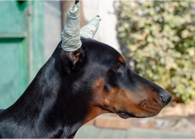 Cropping Dog Ears: Why Is It Done and How It Affects Canines