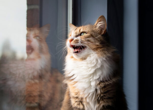 21 Strange Cat Behavior - What It Means and How to Respond