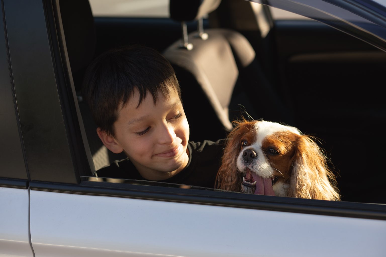 Hurricane and Pets - What to Do Before, During, and After a Disaster