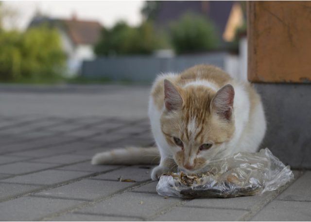 21 Strange Cat Behavior - What It Means and How to Respond