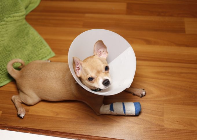 Top 10 Actionable Tips To Protect Dog Paws on Hot Pavement