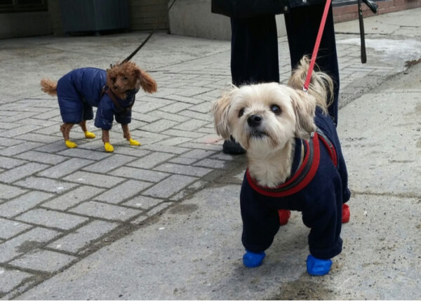 Top 10 Actionable Tips To Protect Dog Paws on Hot Pavement