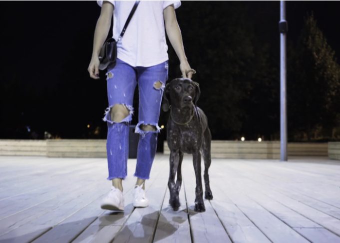 Top 11 Actionable Tips To Protect Dog Paws on Hot Pavement