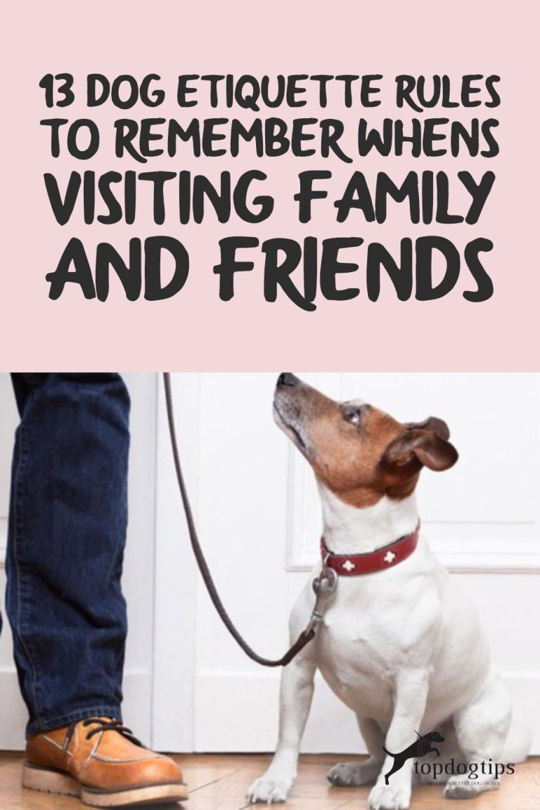 13 Dog Etiquette Rules To Remember When Visiting Family And Friends