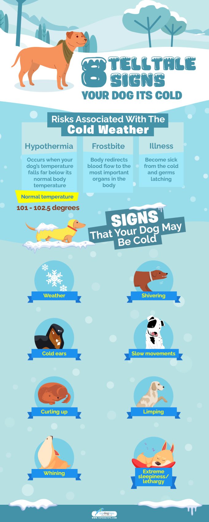 How to Tell If Your Dog Is Cold: 8 Signs You Must Watch Out For