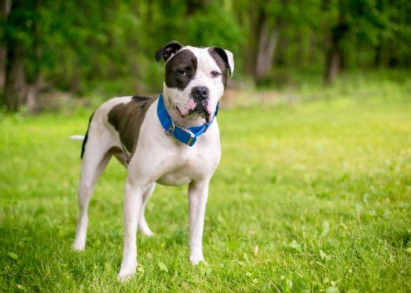 Best Care for Flat-Faced Dog Breeds - Care Tips for Brachycephalic Pups