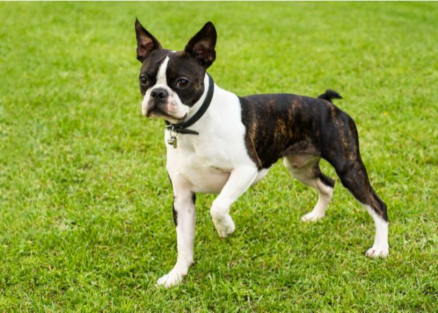 Best Care for Flat-Faced Dog Breeds - Care Tips for Brachycephalic Pups