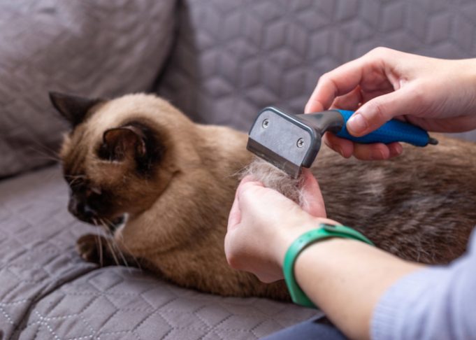Siamese Cat Breed Profile – Top Dog Tips