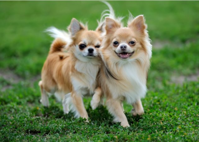 180+ Best Dog Names Starting with G – Top Dog Tips