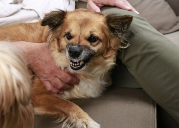13 Dog Etiquette Rules To Remember When Visiting Family And Friends