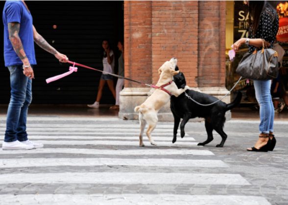 13 Dog Etiquette Rules To Remember When Visiting Family And Friends