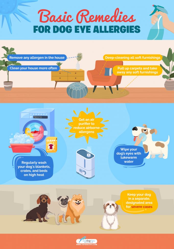 Dog Eye Allergies: Symptoms, Causes and Treatments, Home Remedies