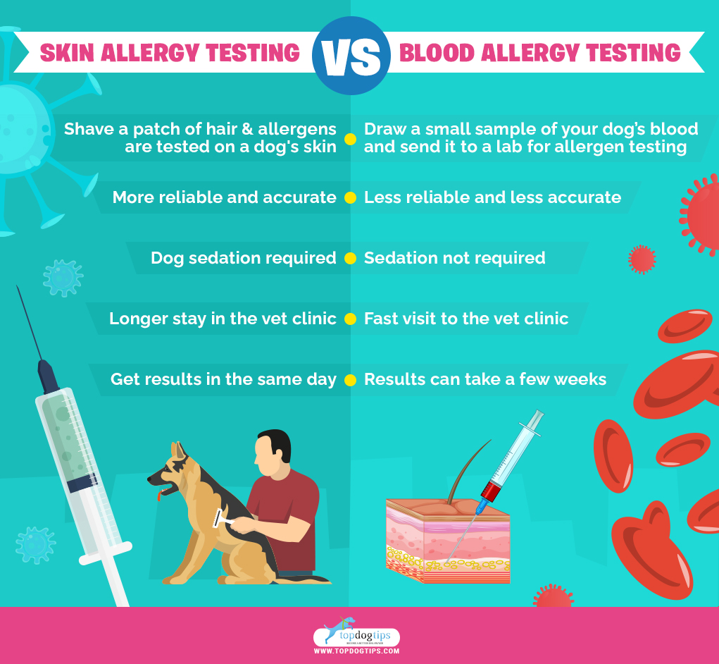 Dog Eye Allergies: Symptoms, Causes and Treatments, Home Remedies