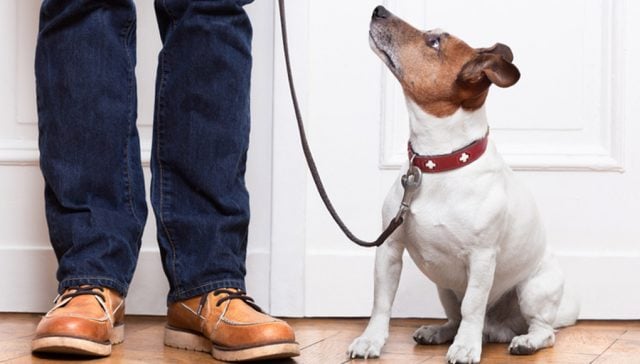 13 Dog Etiquette Rules To Remember When Visiting Family And Friends