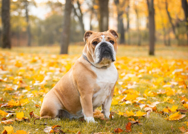 Best Care for Flat-Faced Dog Breeds - Care Tips for Brachycephalic Pups