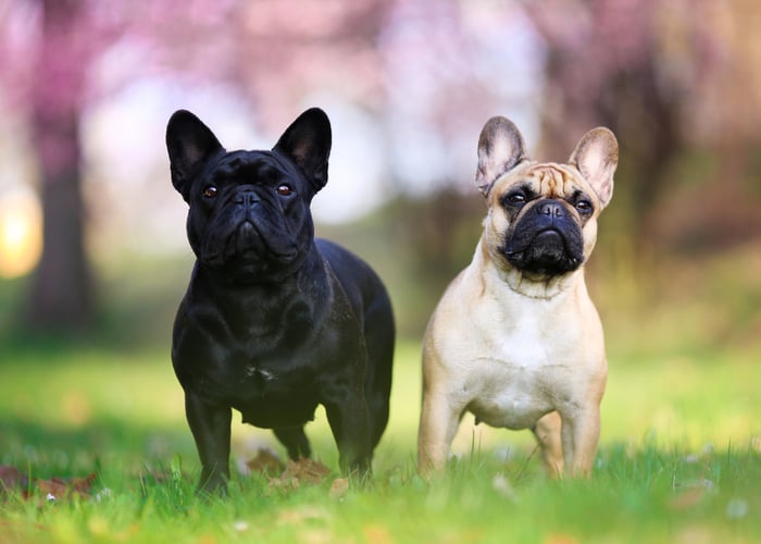 Best Care for Flat-Faced Dog Breeds - Care Tips for Brachycephalic Pups