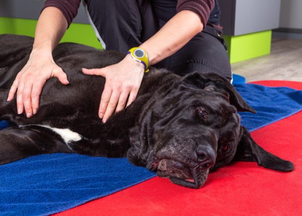 Dog Rehabilitation - A Detailed Physiotherapy Guide – Top Dog Tips