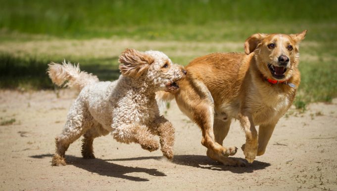 Mixed vs Purebred Dog Breeds: Which Is the Best One for You