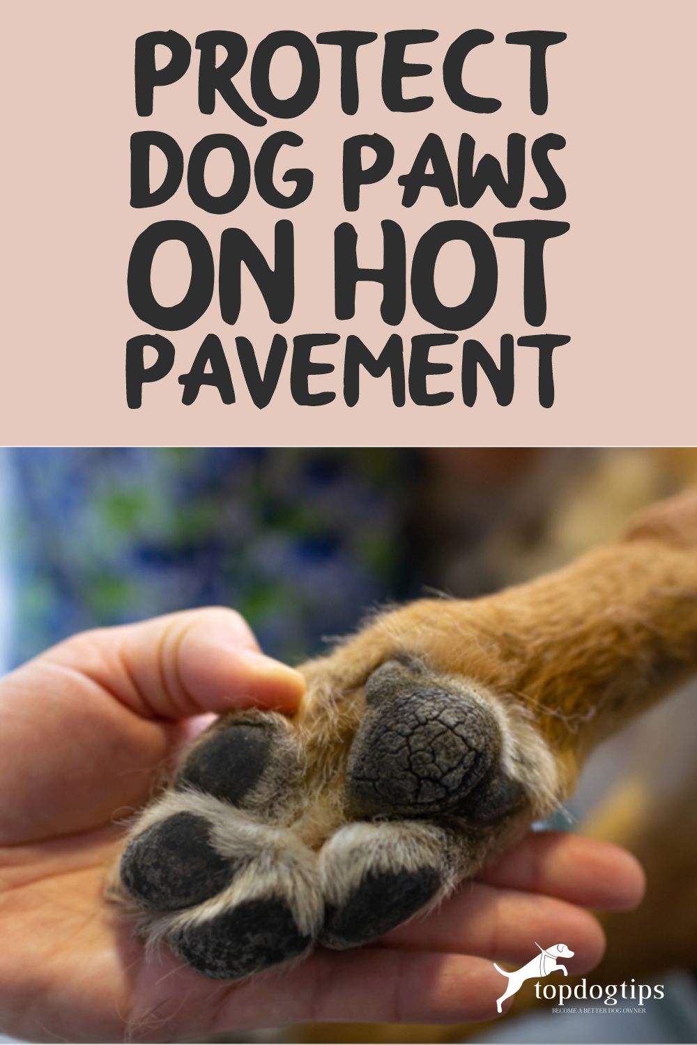 Top 10 Actionable Tips To Protect Dog Paws on Hot Pavement