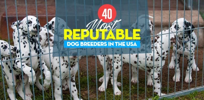 Top 40 Reputable Dog Breeders: An Overview
