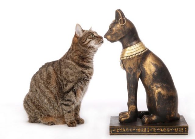 Tabby Cats: All You Need To Know About These Patterned Cats