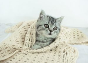 Tabby Cats: All You Need To Know About These Patterned Cats