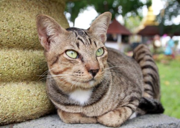 Tabby Cats: All You Need To Know About These Patterned Cats