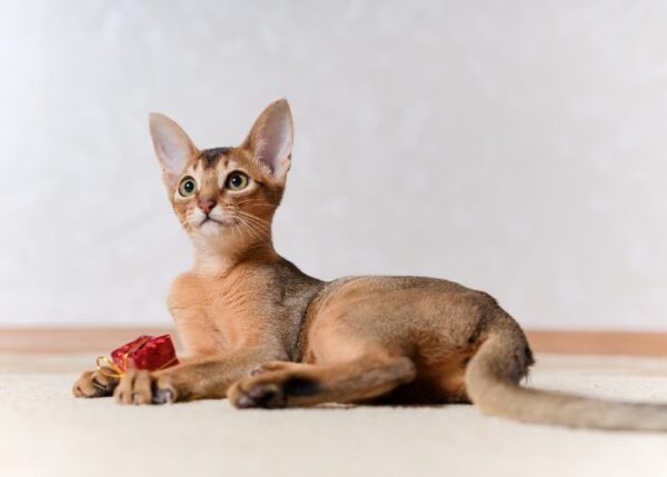 Tabby Cats: All You Need To Know About These Patterned Cats
