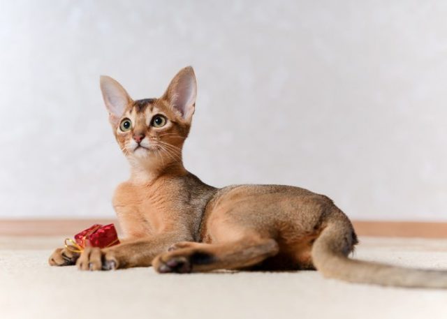 Tabby Cats: All You Need To Know About These Patterned Cats