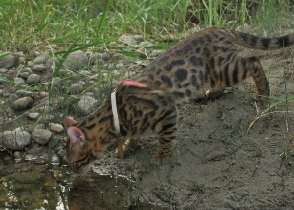 Tabby Cats: All You Need To Know About These Patterned Cats