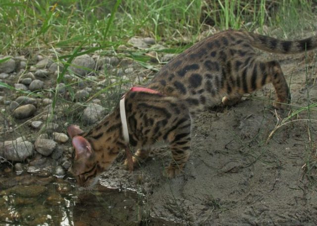 Tabby Cats: All You Need To Know About These Patterned Cats