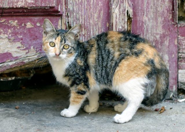 Tabby Cats: All You Need To Know About These Patterned Cats