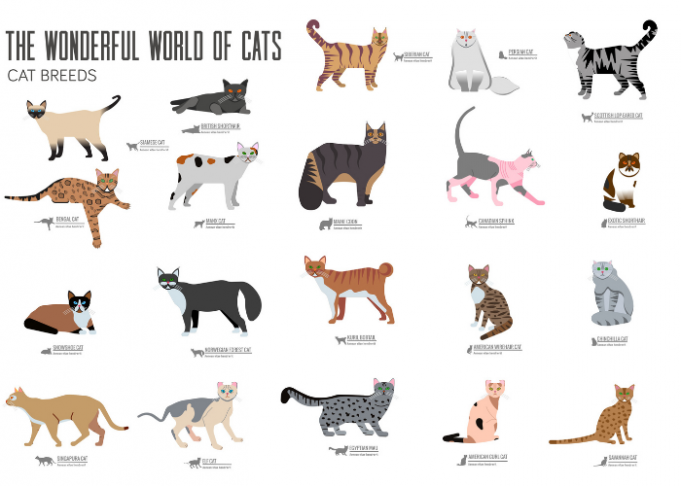 Tabby Cats: All You Need To Know About These Patterned Cats