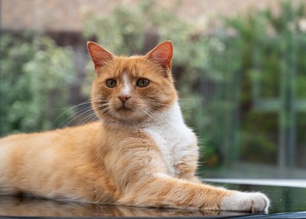 Tabby Cats: All You Need To Know About These Patterned Cats