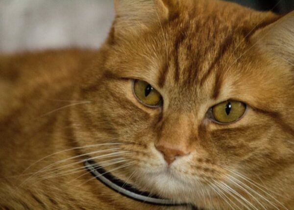 Tabby Cats: All You Need To Know About These Patterned Cats
