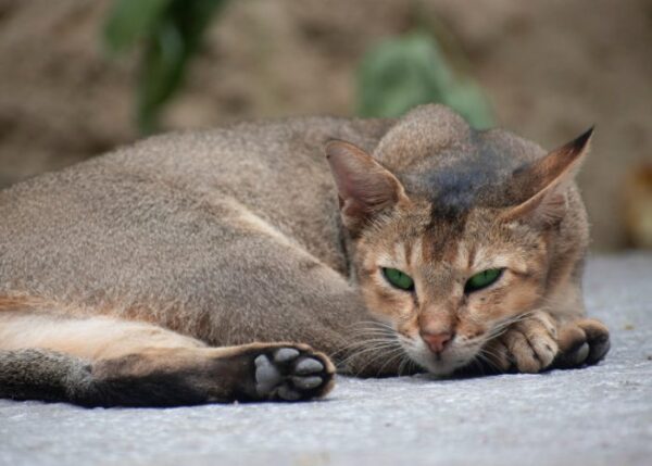Tabby Cats: All You Need To Know About These Patterned Cats