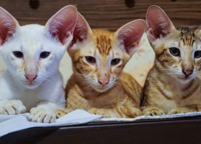Tabby Cats: All You Need To Know About These Patterned Cats