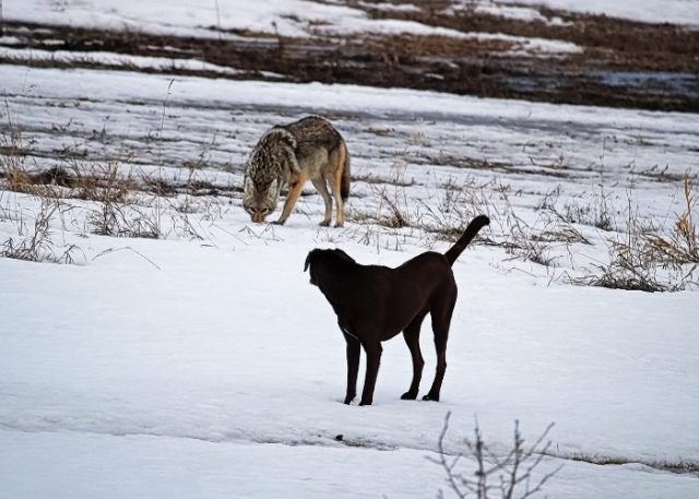 Coyote Attacks on Dogs: Things You Must Know For Their Protection