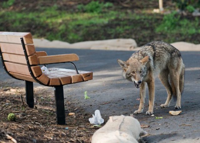 Coyote Attacks on Dogs: Things You Must Know For Their Protection