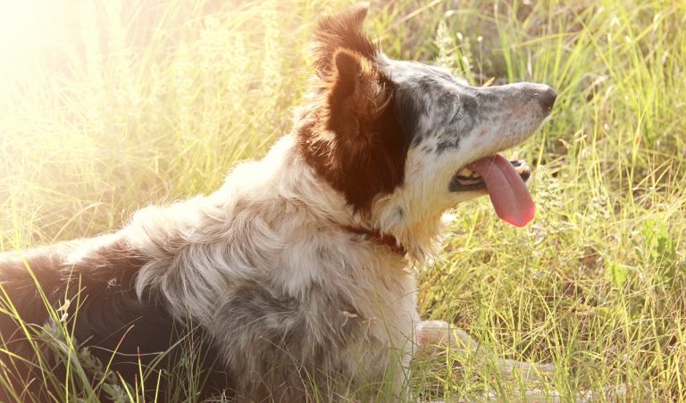 How Hot Is Too Hot for A Dog? – Top Dog Tips