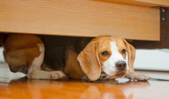 8 Ways to Create a Calm Space for Pets During Holidays