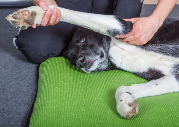 Dog Rehabilitation - A Detailed Physiotherapy Guide – Top Dog Tips